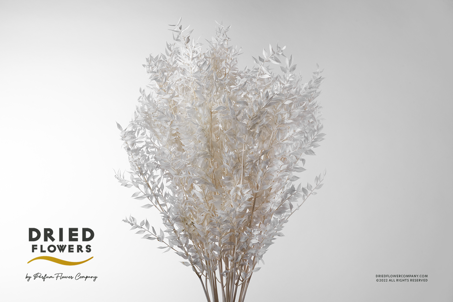 Dried Bleached Ruscus | Coloríginz