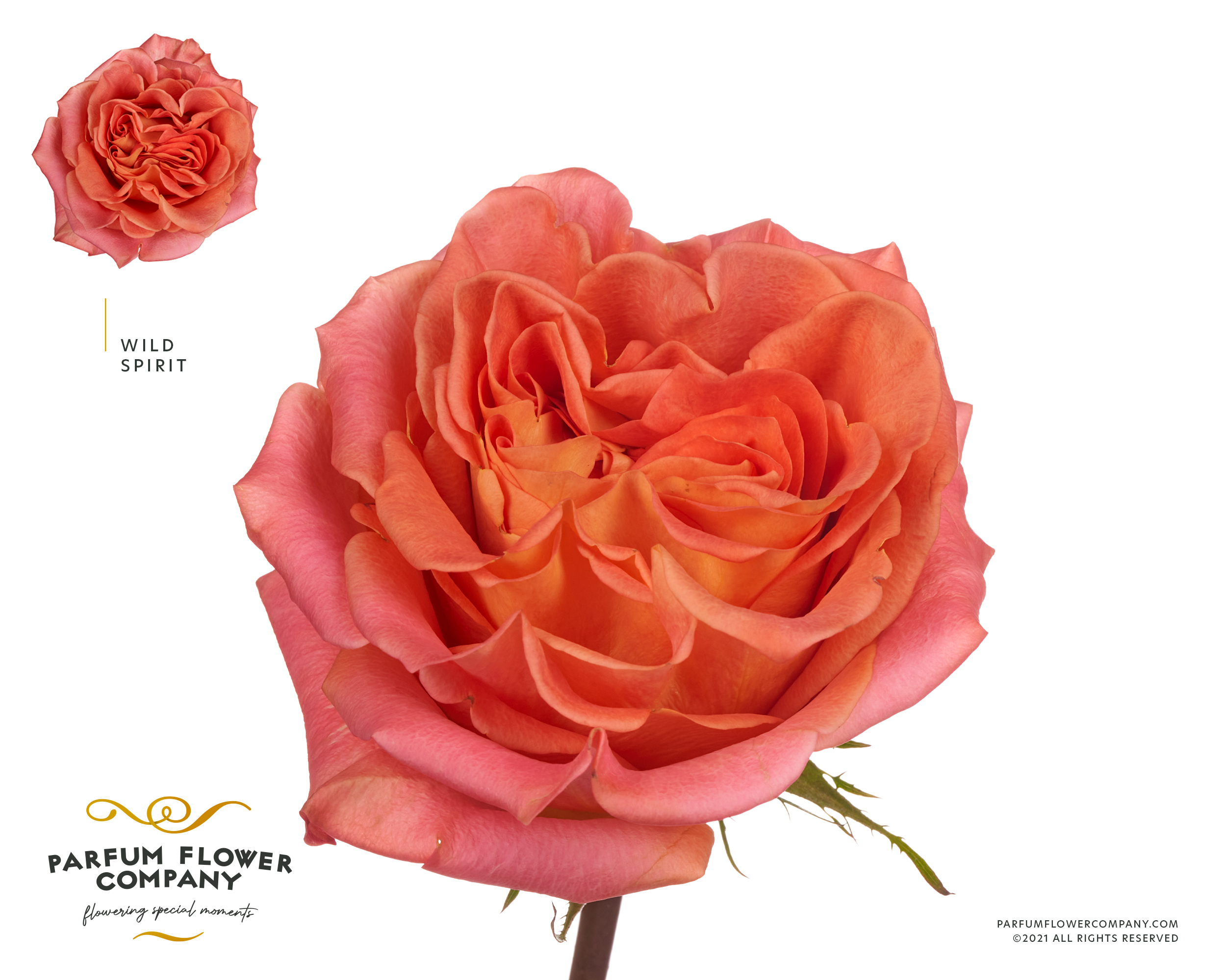 Rosa Garden Wild Spirit | Coloríginz