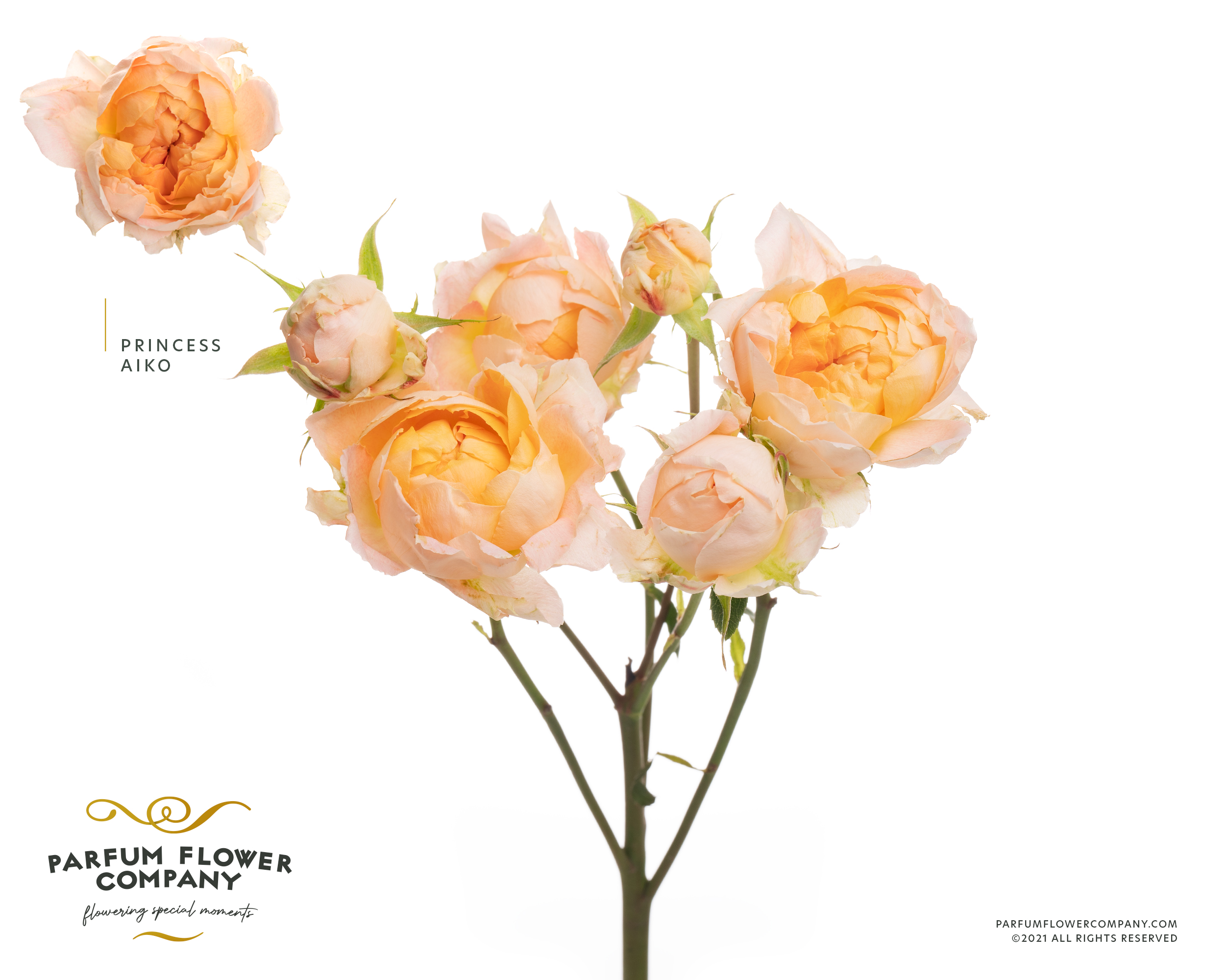 Rosa Spray Princess Aiko | Coloríginz