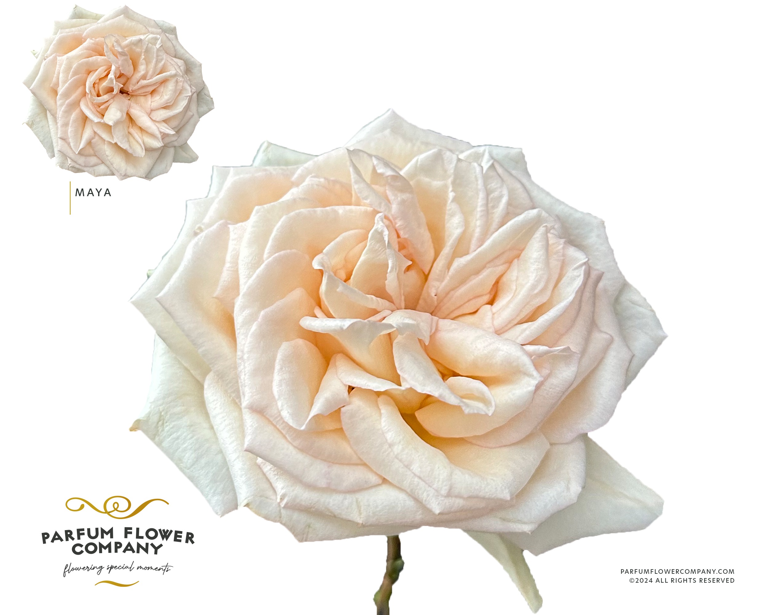 Rosa Princess Maya | Coloríginz