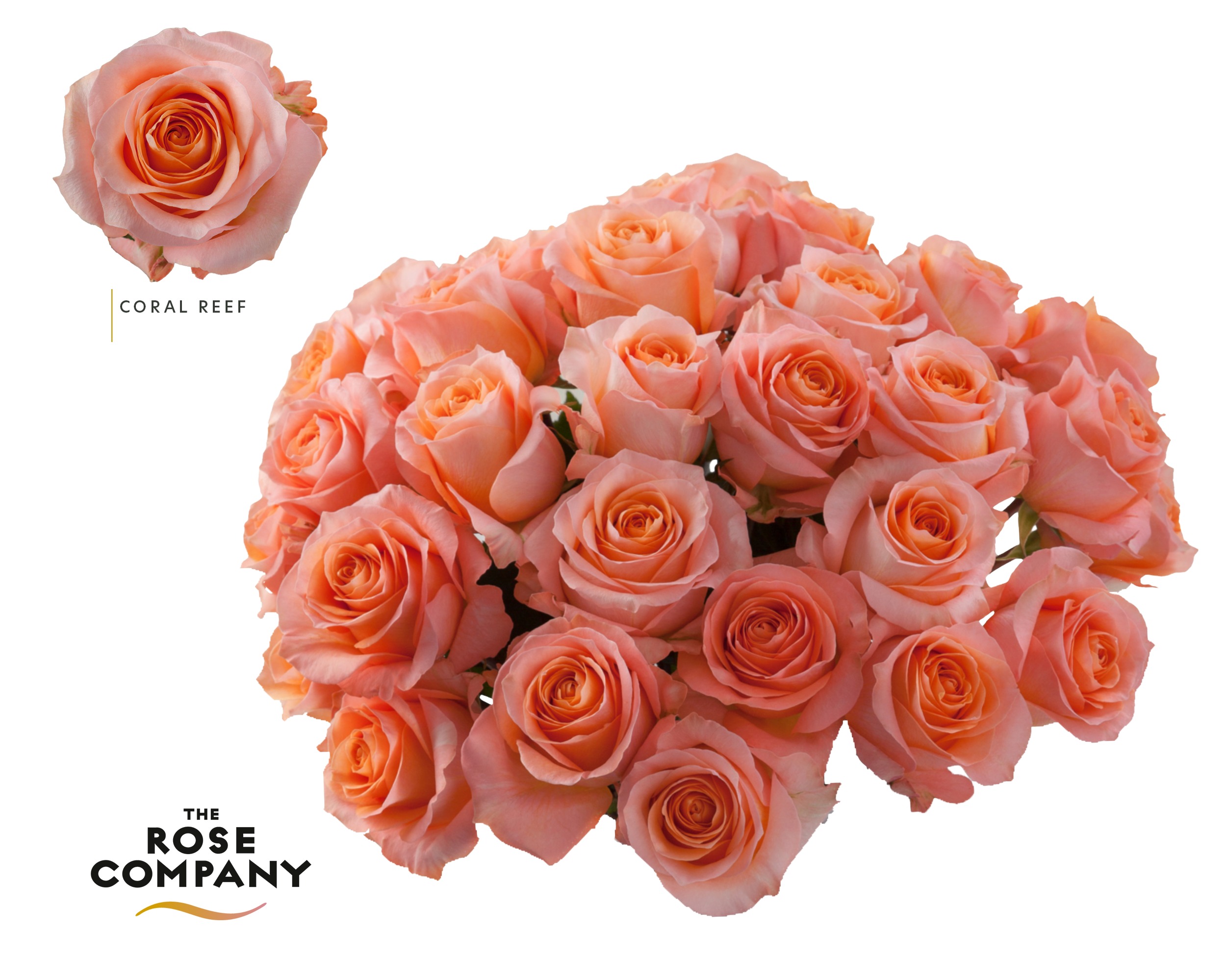 Rosa Ec Coral Reef | Coloríginz