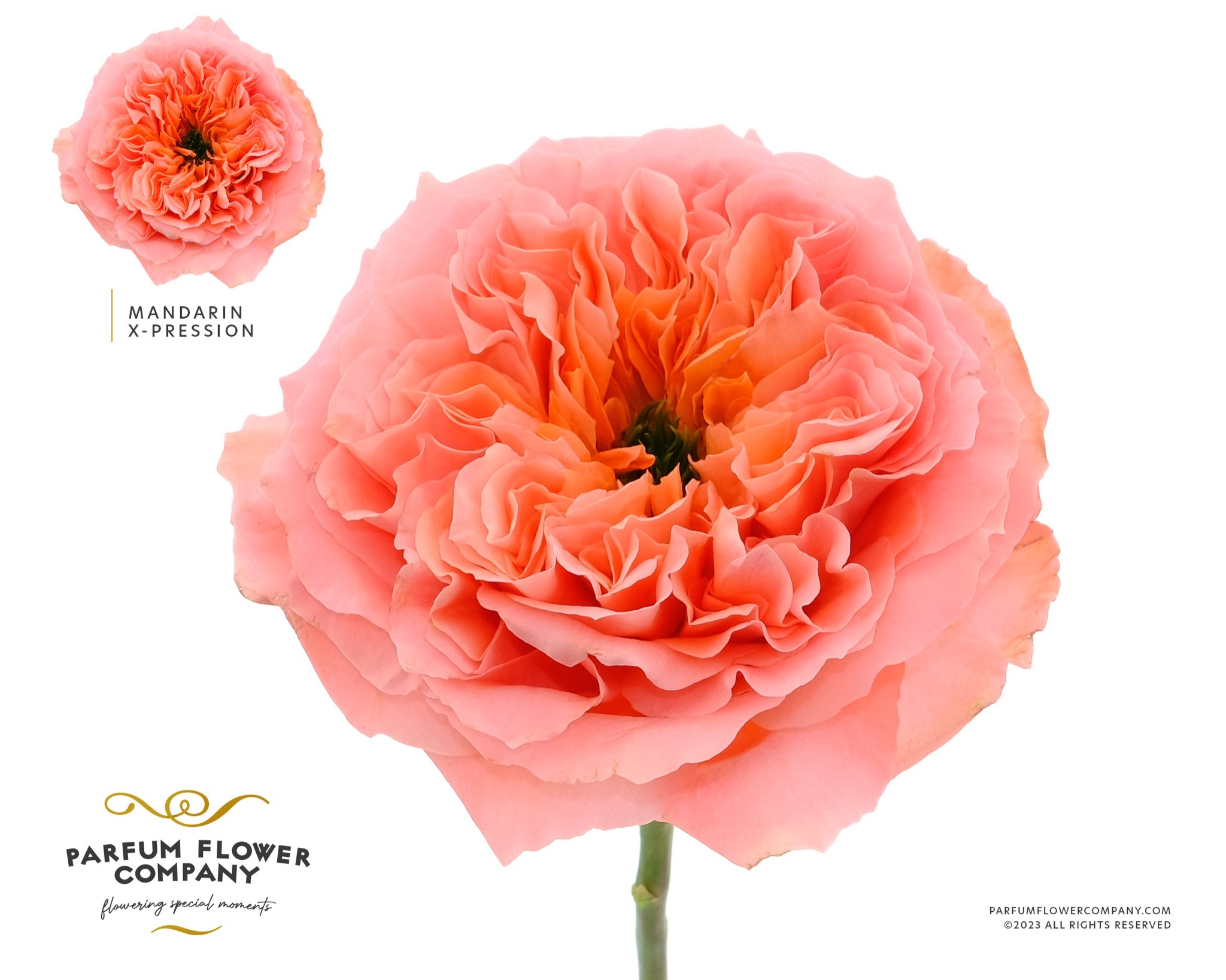 Rosa Garden Mandarin Xpresion | Coloríginz