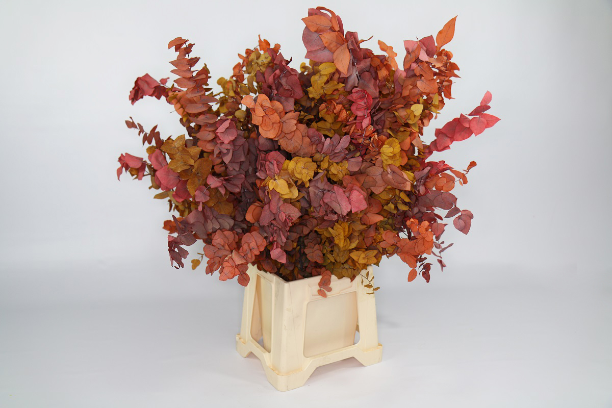 Euc. Stuart Preserved Autumn | Coloríginz