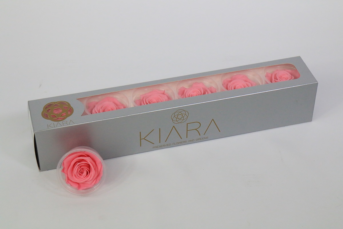 Rosa Preserved Baby Pink | Coloríginz
