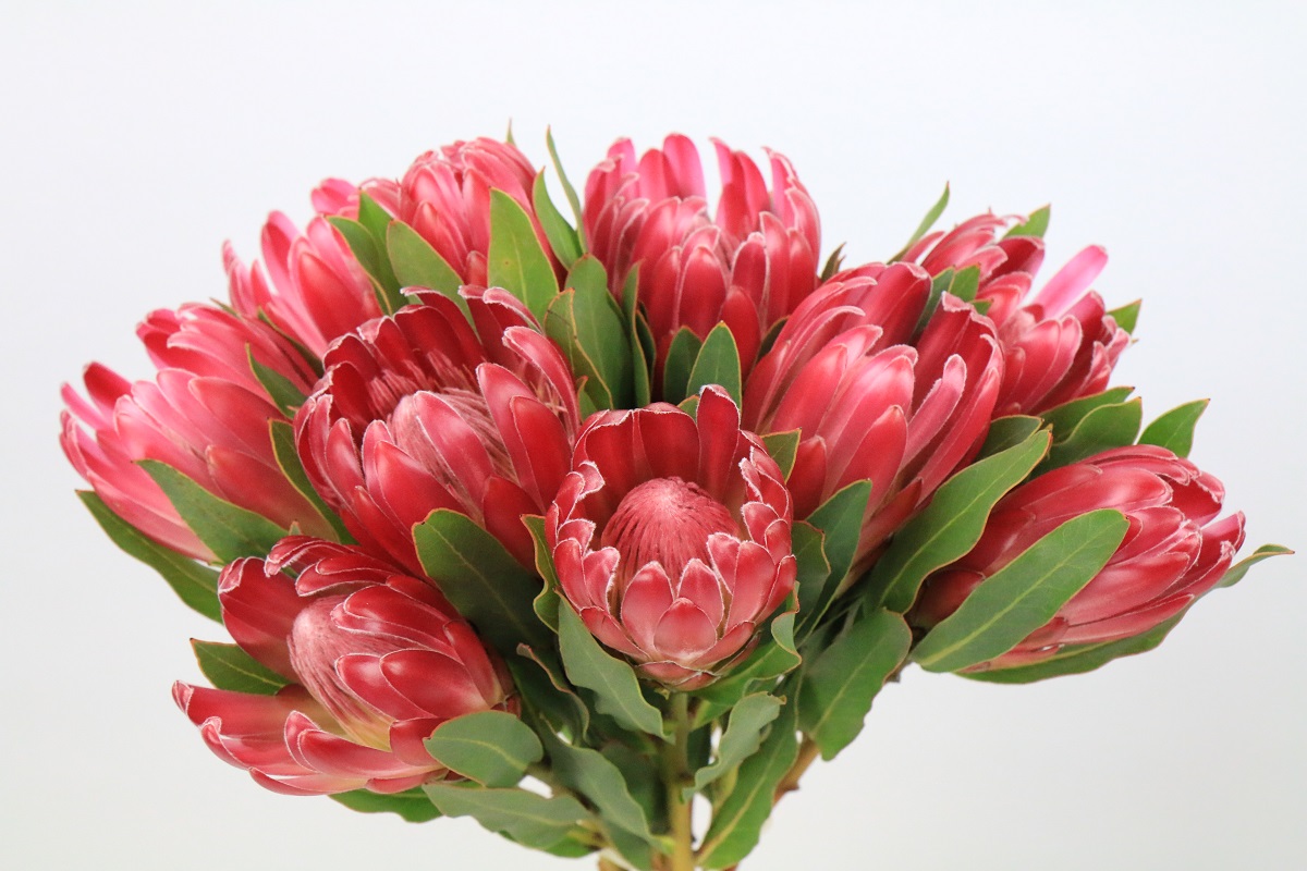 Protea Brenda | Coloríginz
